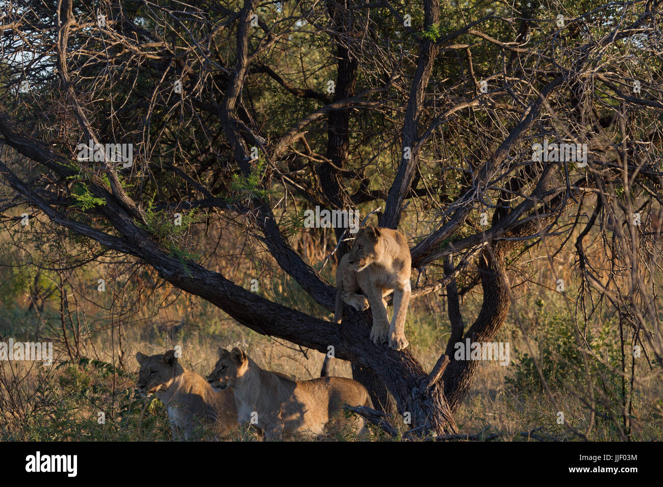 Three Lionesses by a tree, Maasai Mara, Kenya Stock Photo - Alamy