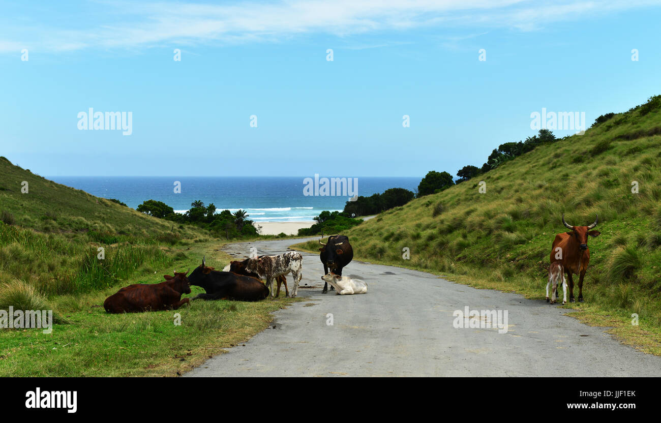 Cows lying in the road, Transkei, Eastern Cape, South Africa Stock ...