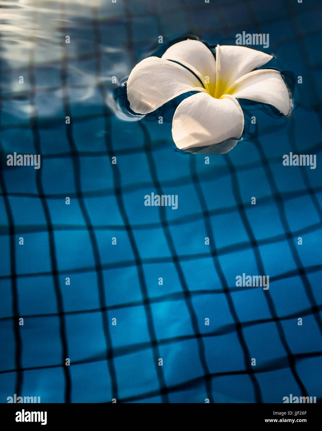 Frangipani flower floating in a swimming pool Stock Photo - Alamy