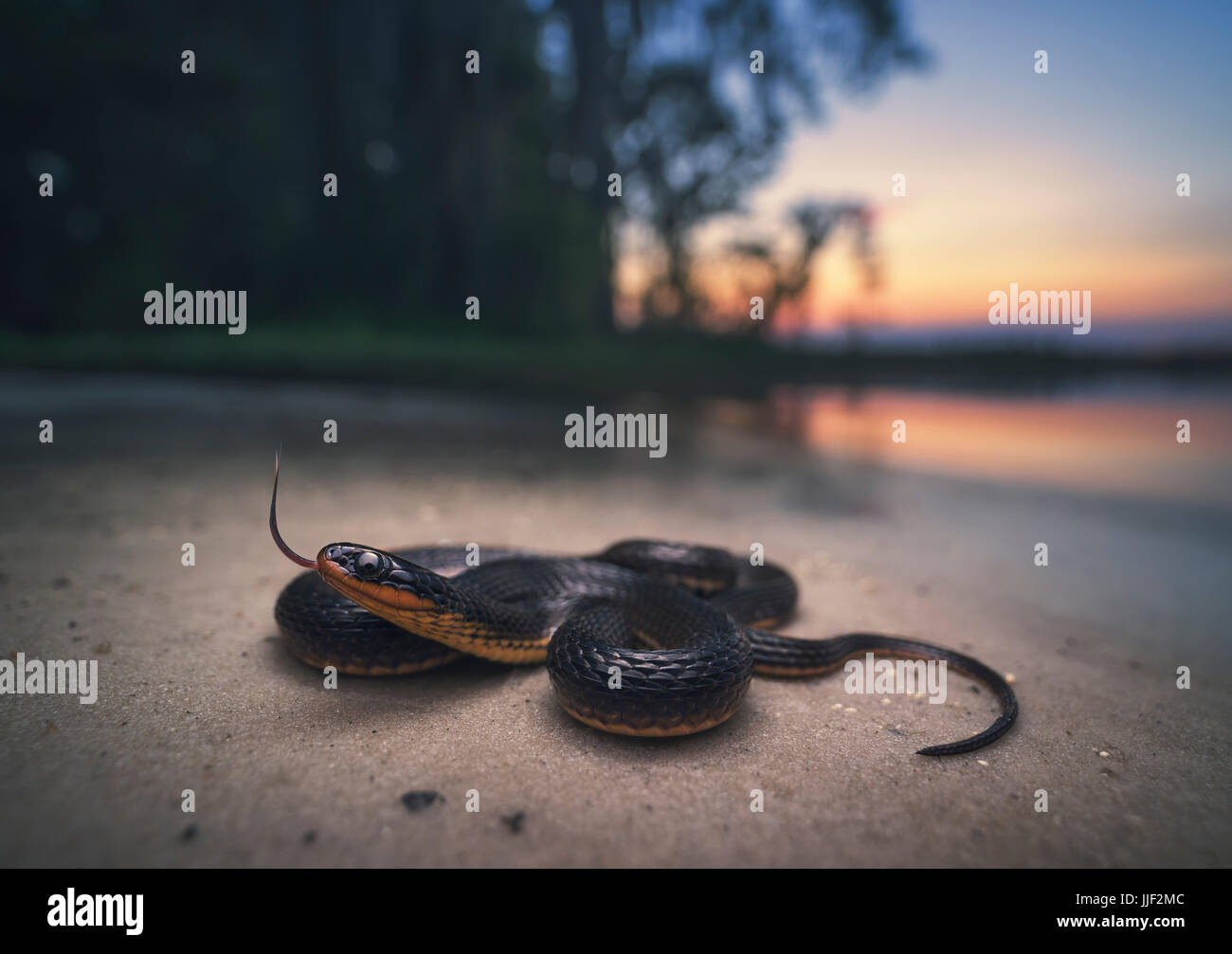 Crayfish snake hi-res stock photography and images - Alamy