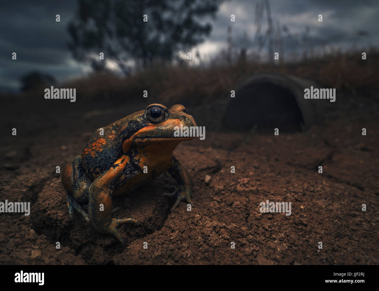 Giant Banjo Frog (Limnodynastes interioris), Yarrawonga, Hume, Victoria ...