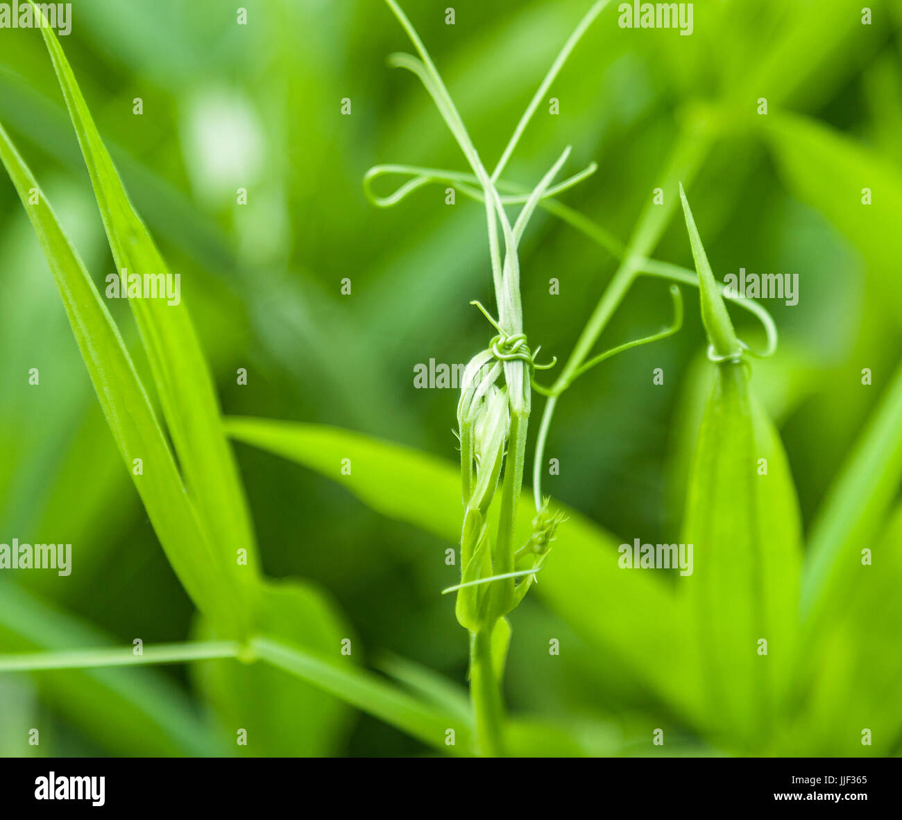 Choking plants hi-res stock photography and images - Alamy