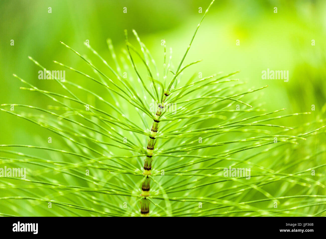 Rush plant hi-res stock photography and images - Alamy