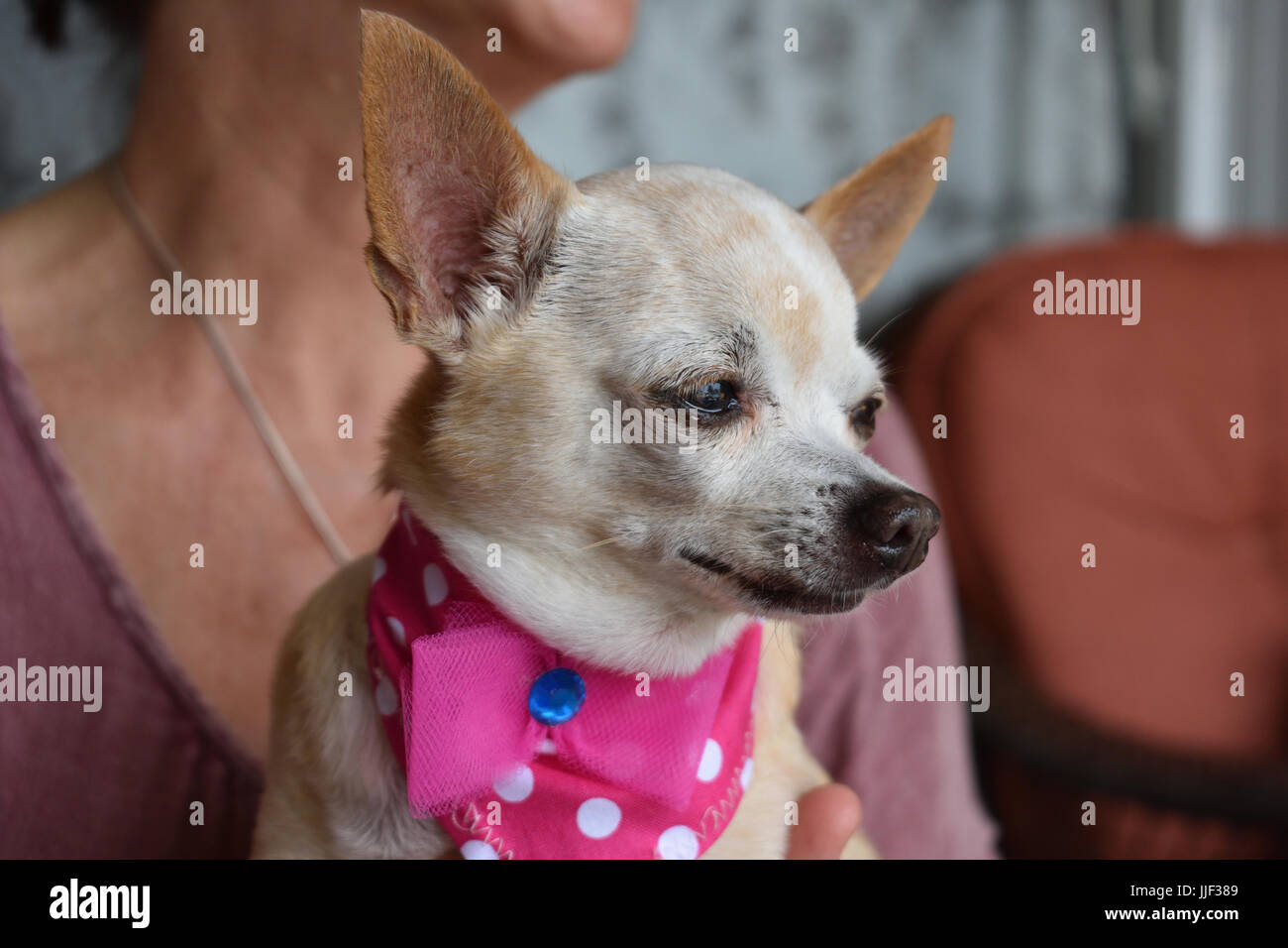Dog staring off into distance hi-res stock photography and images - Alamy