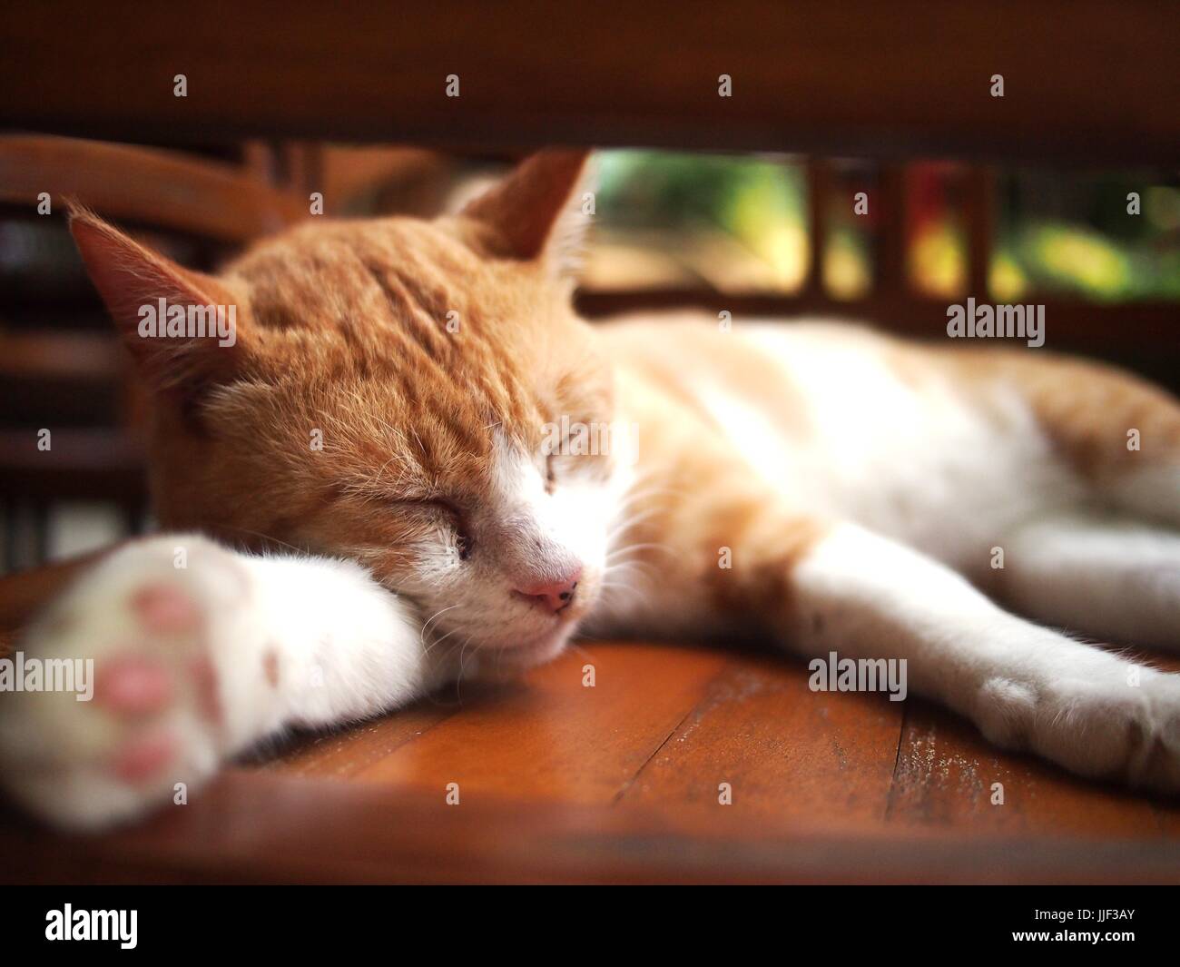 Tired tomcat hi-res stock photography and images - Alamy