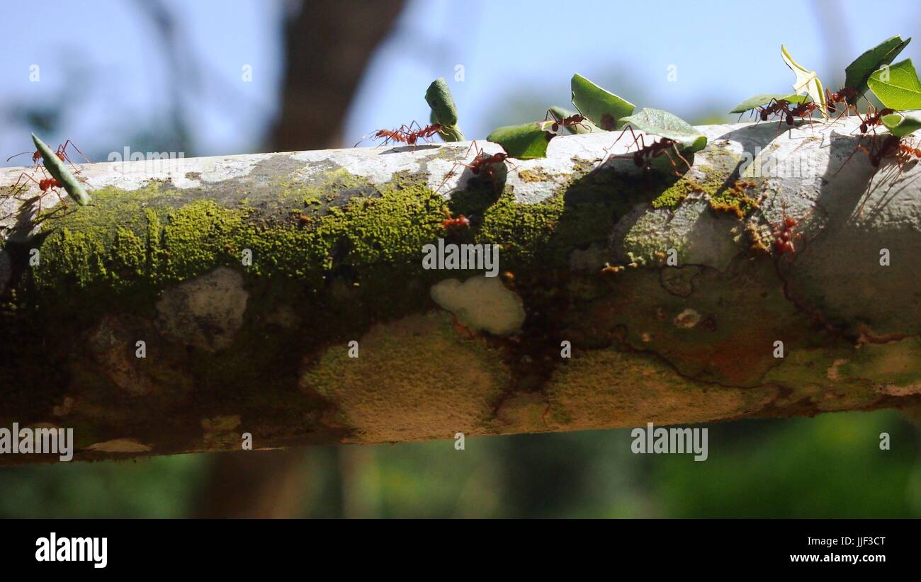 Ants carrying leaves hi-res stock photography and images - Alamy