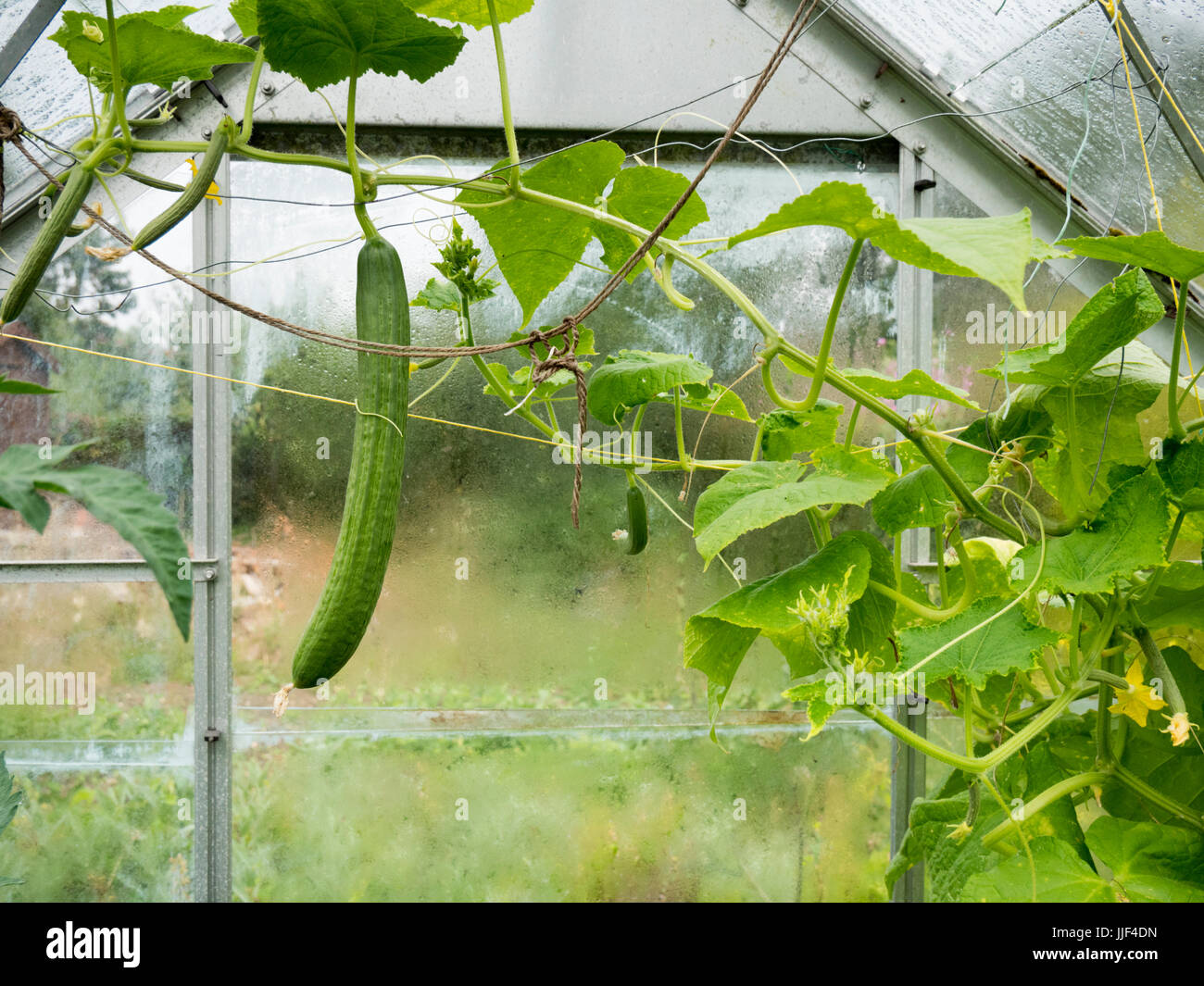 Greenhouse Cucumber Plants