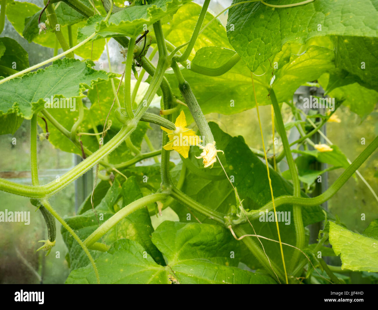 Cucumber plants hi-res stock photography and images - Alamy