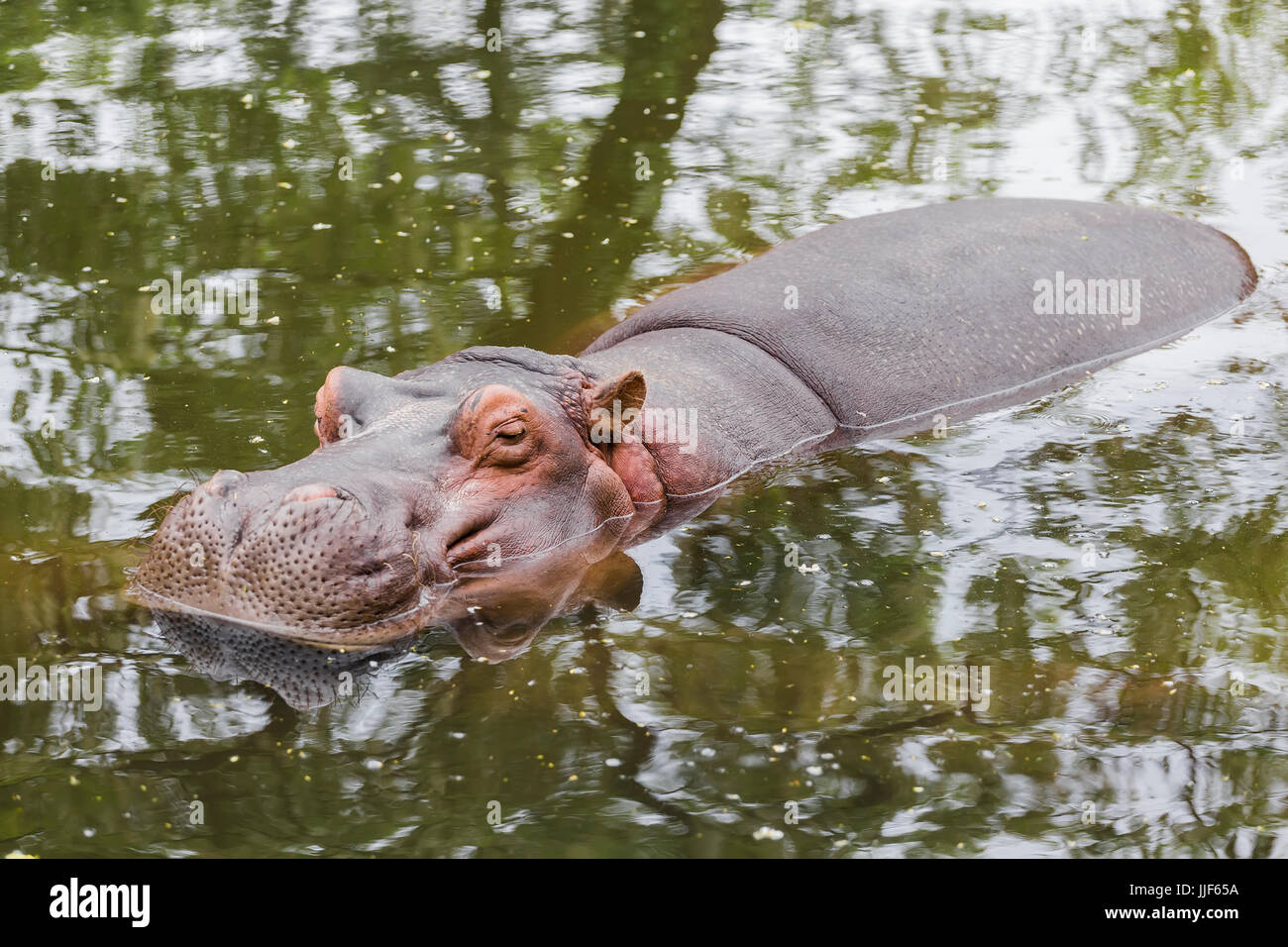 Hippopotamus resting in the water with her eyes closed Stock Photo - Alamy