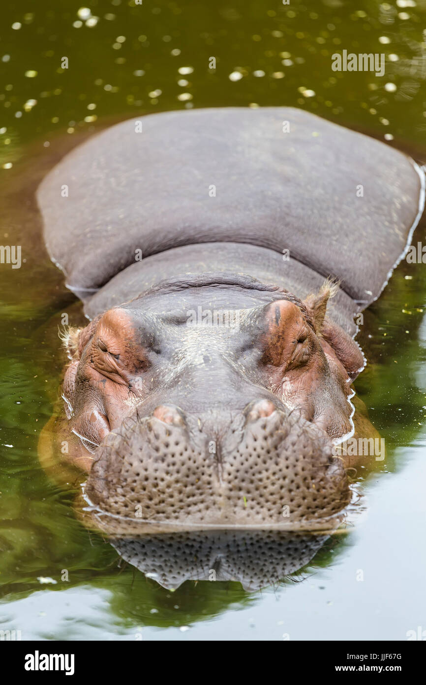 Hippo pond hi-res stock photography and images - Alamy