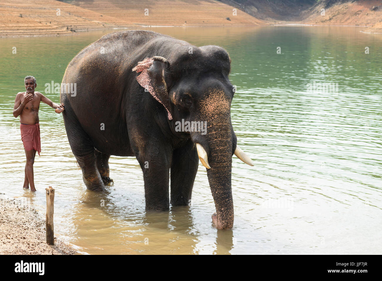 Indian Elephant at Kottoor Kappukadu Elephant Rehabilitation Centre ...