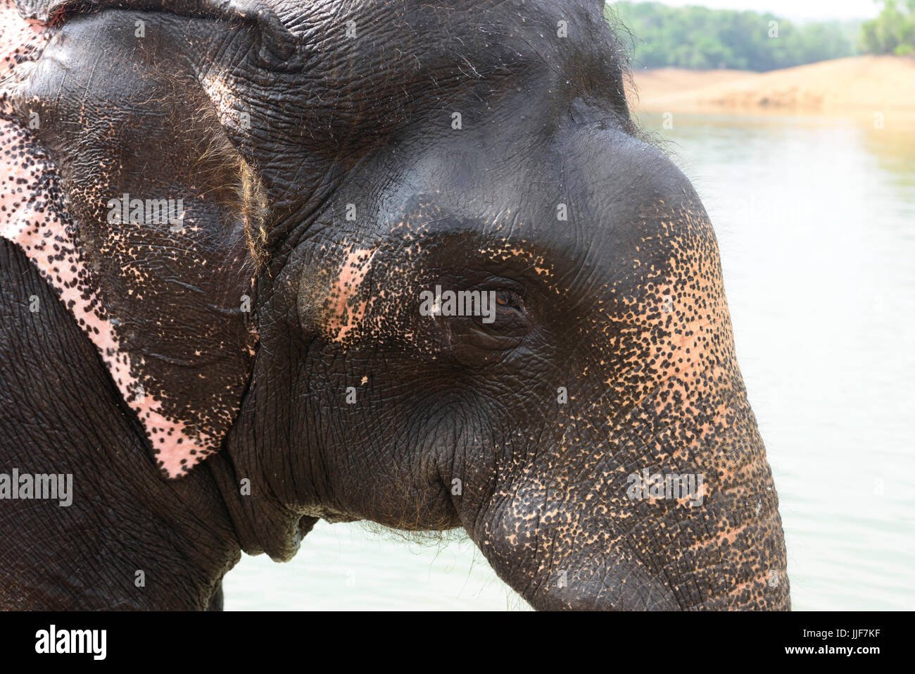 Kottoor Elephant Rehabilitation Centre High Resolution Stock ...