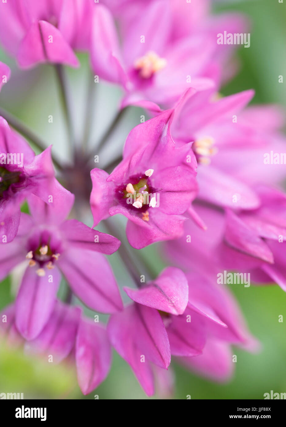 Allium oreophilum - Pink Lily Leek Stock Photo - Alamy