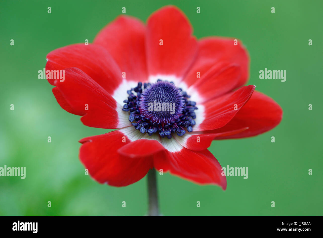 Anemone coronaria - Poppy Anemone Stock Photo - Alamy