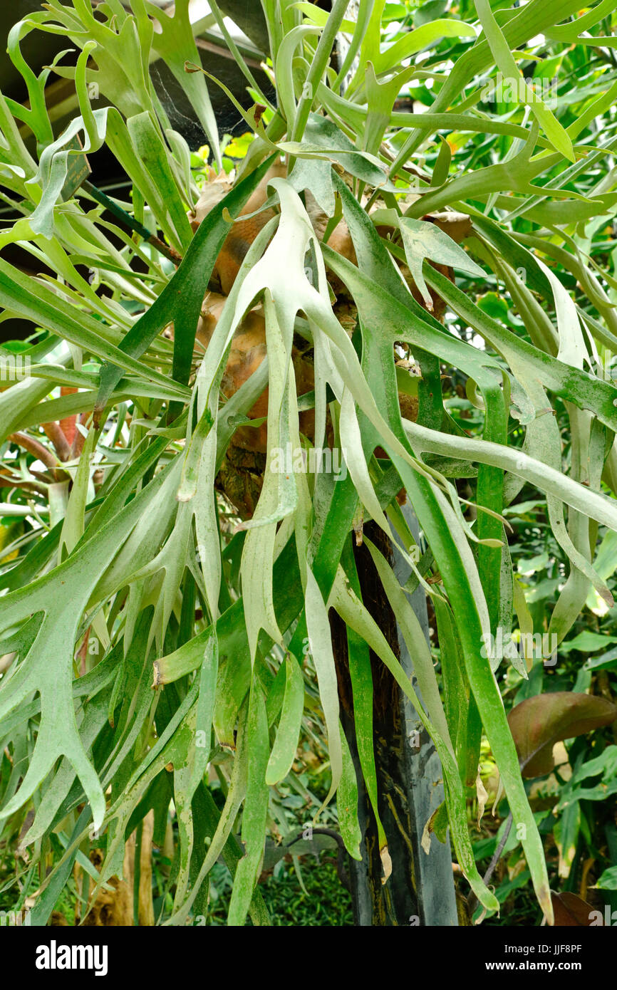 Elkhorn Fern Stock Photos & Elkhorn Fern Stock Images - Alamy