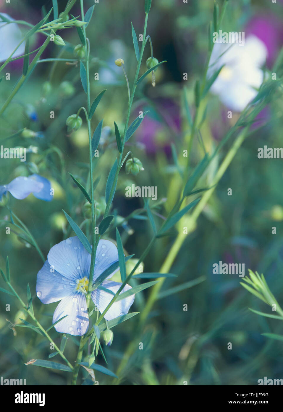 Blue flower of Linum perenne Stock Photo - Alamy