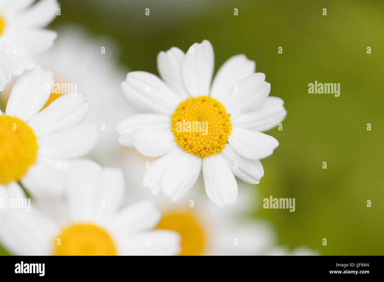Tanacetum parthenium aureum - Golden Feverfew Stock Photo - Alamy