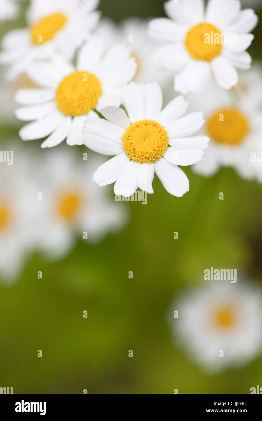 Tanacetum parthenium aureum - Golden Feverfew Stock Photo - Alamy