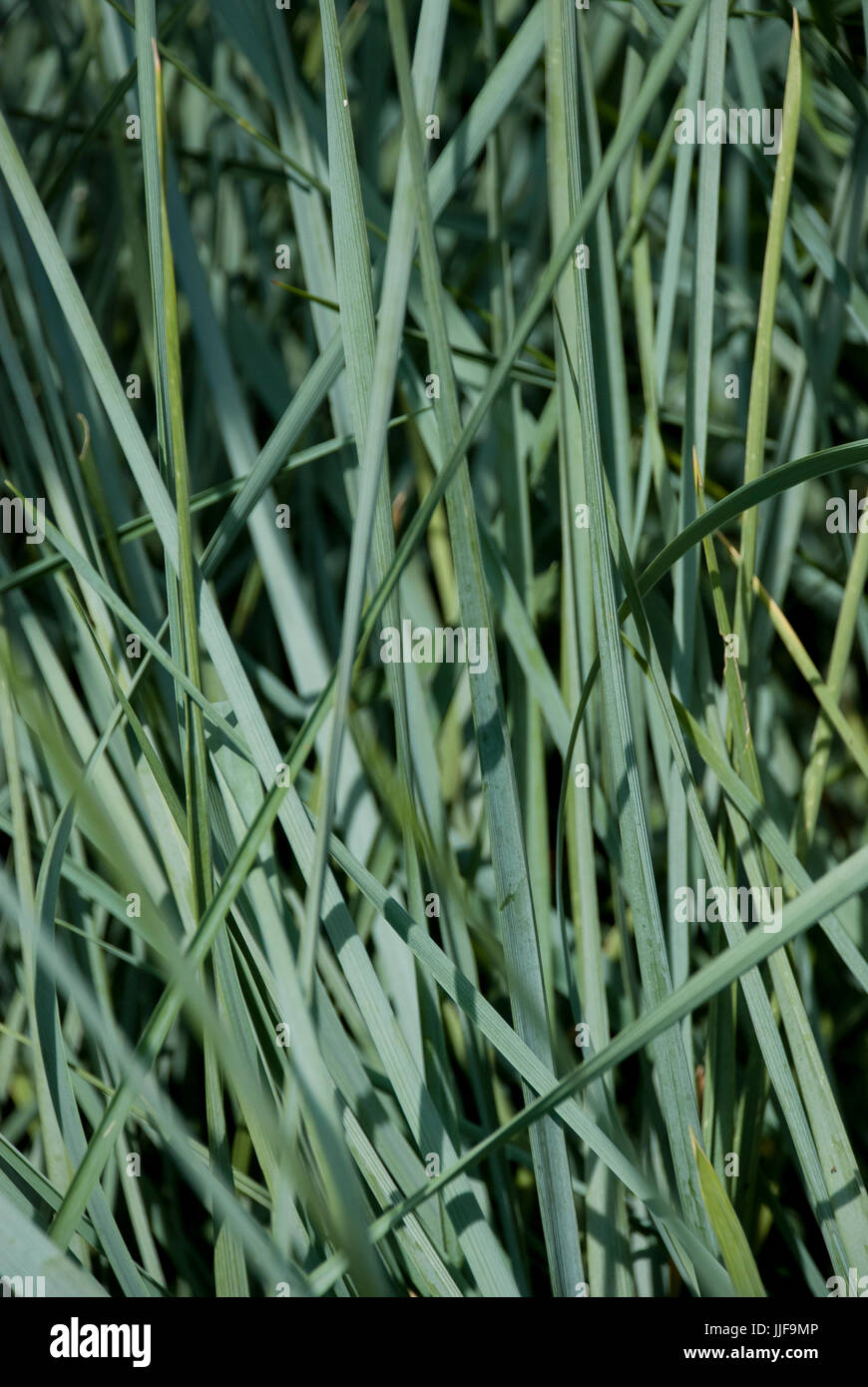 Spiky Grass High Resolution Stock Photography and Images - Alamy