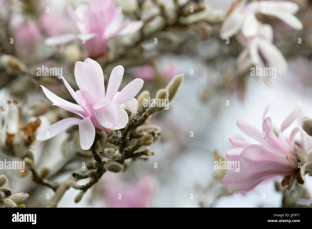 Magnolia Stellata Rosea Stock Photo - Alamy