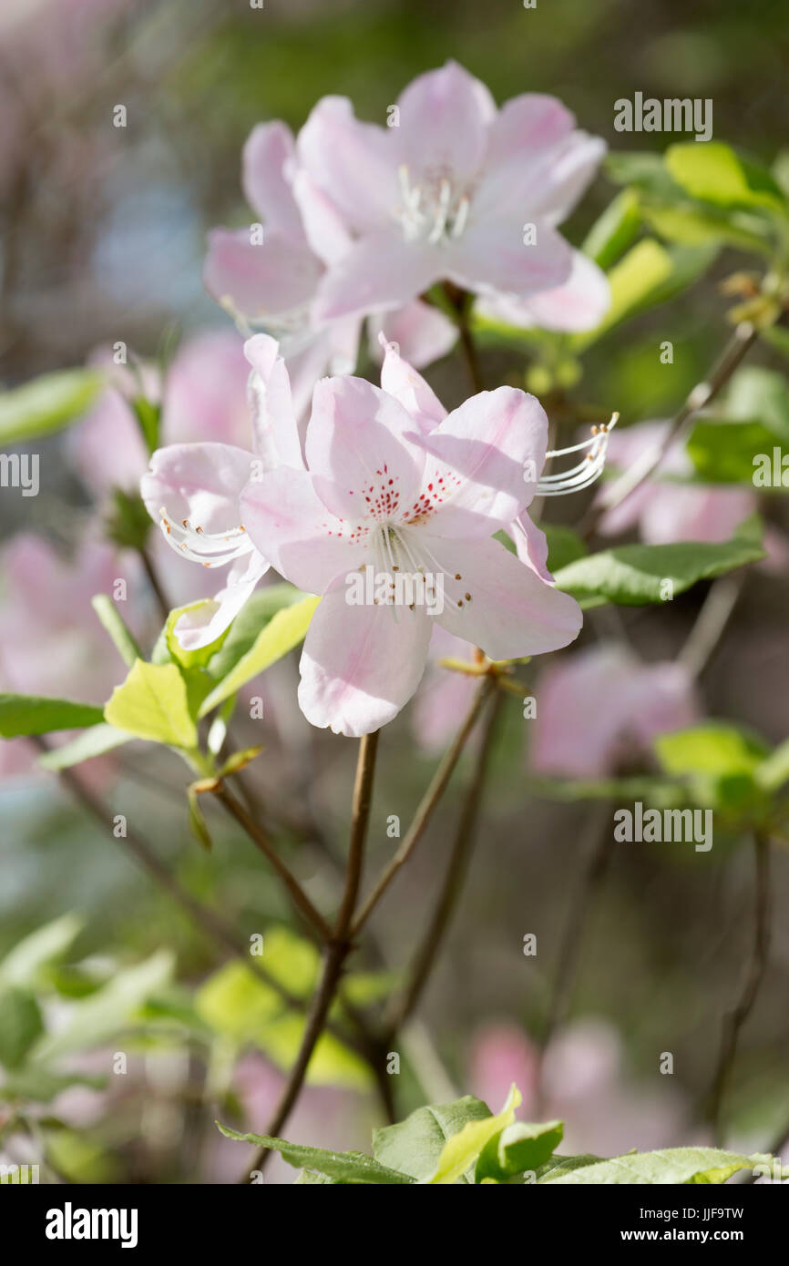 Royal azalea hi-res stock photography and images - Alamy