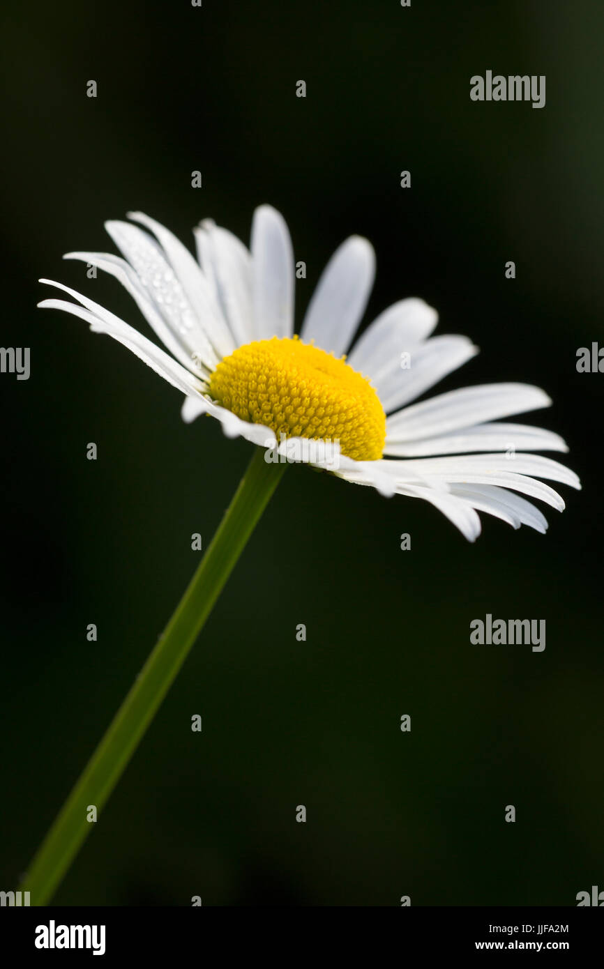 Ox eye plant hi-res stock photography and images - Alamy