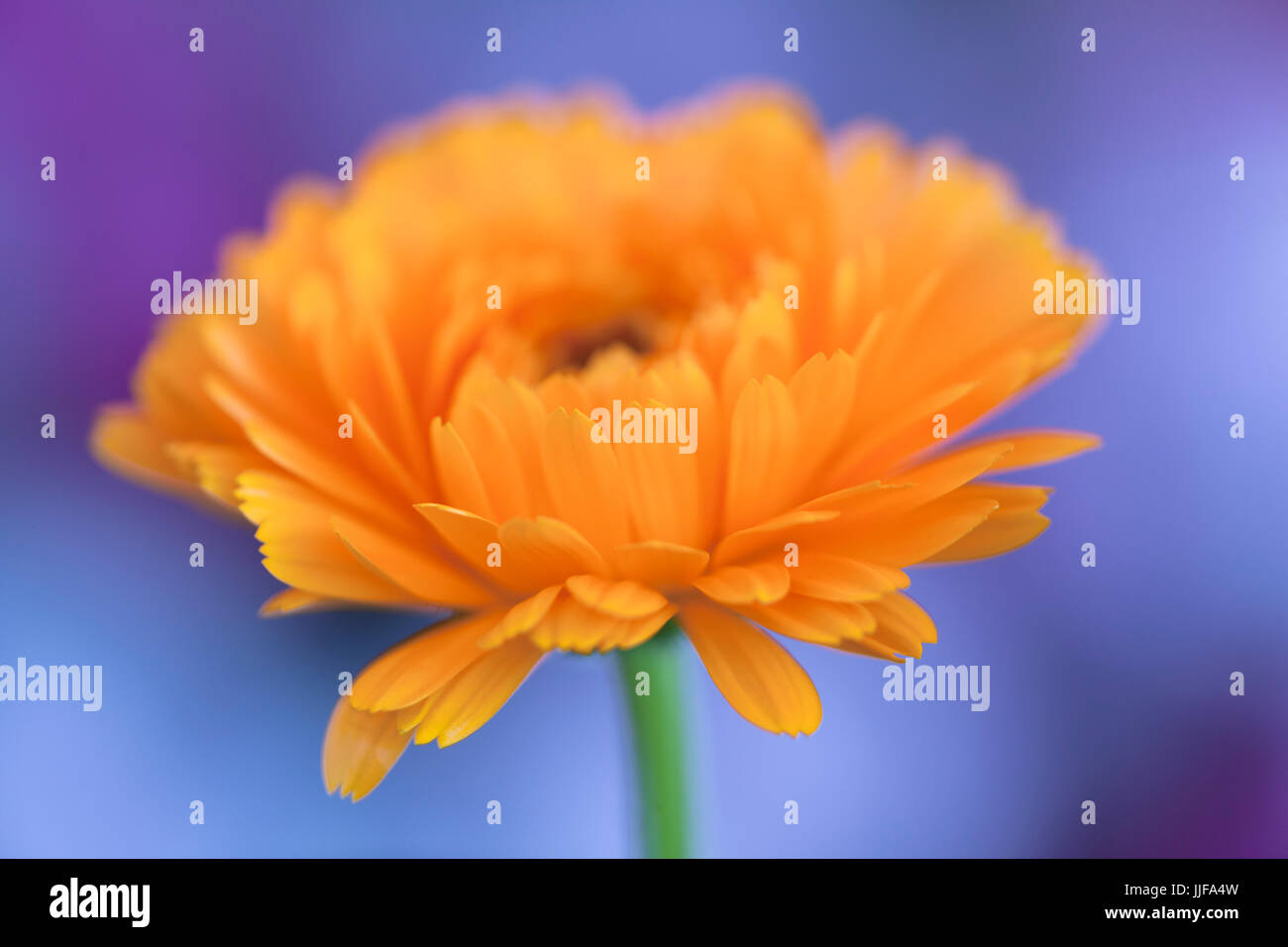 Calendula officinalis - Pot Marigold Stock Photo - Alamy