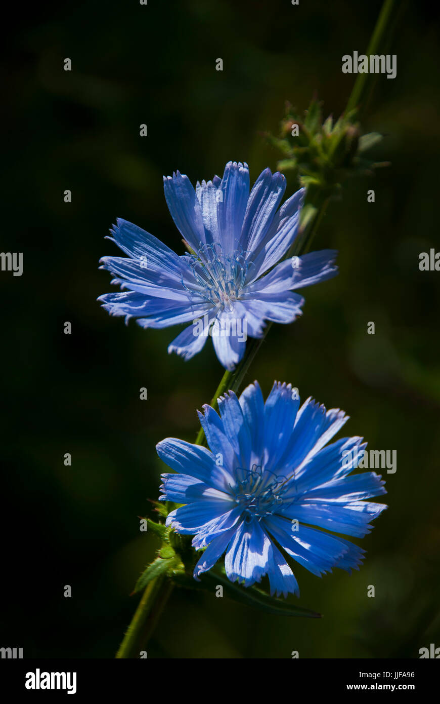 Blue flowers of Cichórium íntybus in full sun Stock Photo - Alamy