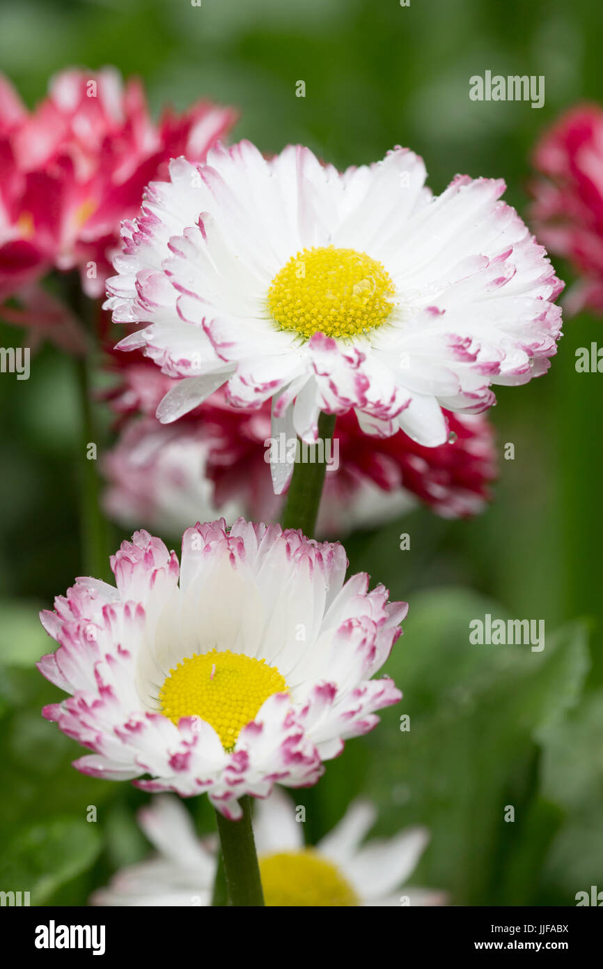 Bellis perennial hi-res stock photography and images - Alamy
