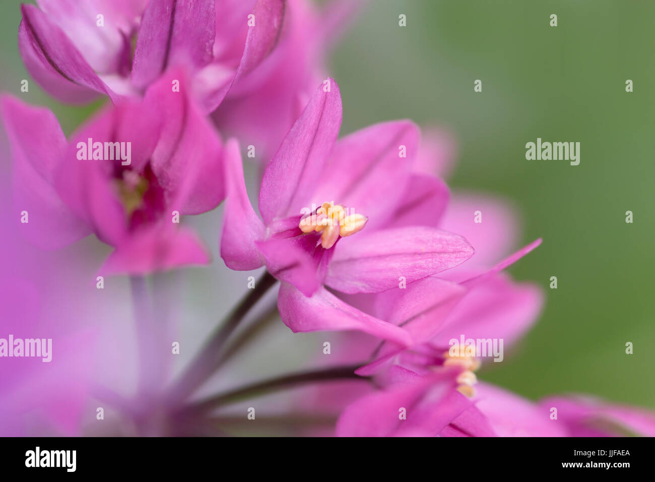 Allium oreophilum - Pink Lily Leek Stock Photo - Alamy