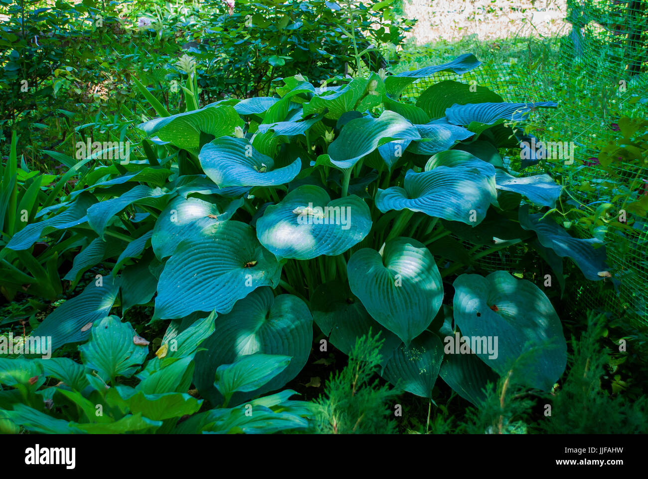 Blue Hosta in the garden Stock Photo - Alamy