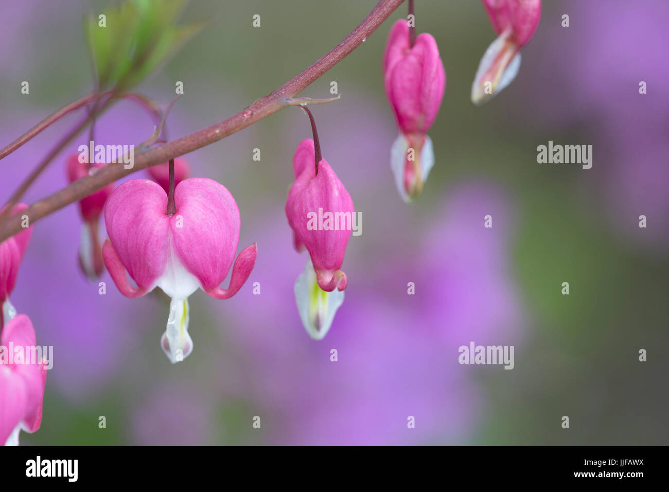 Dicentra spectabilis bleeding heart hi-res stock photography and images ...