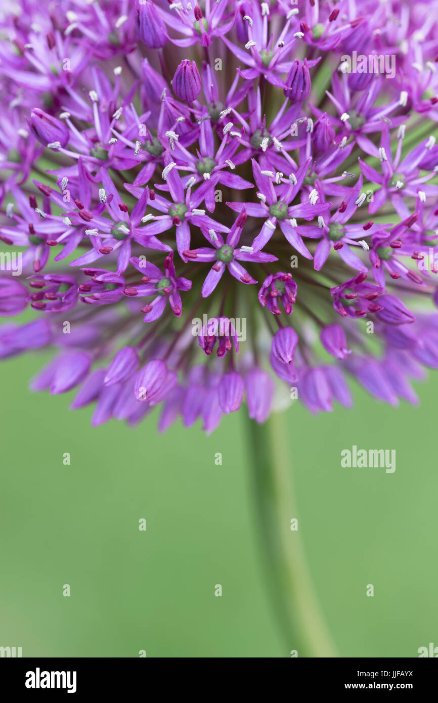 Sensation flower hi-res stock photography and images - Alamy