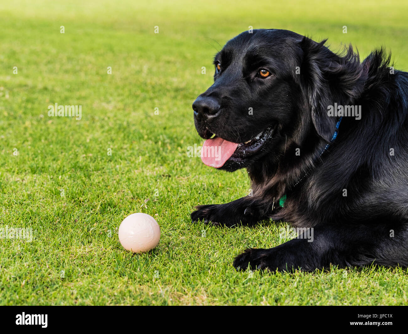 Black labrador retriever in the grass hi-res stock photography and ...