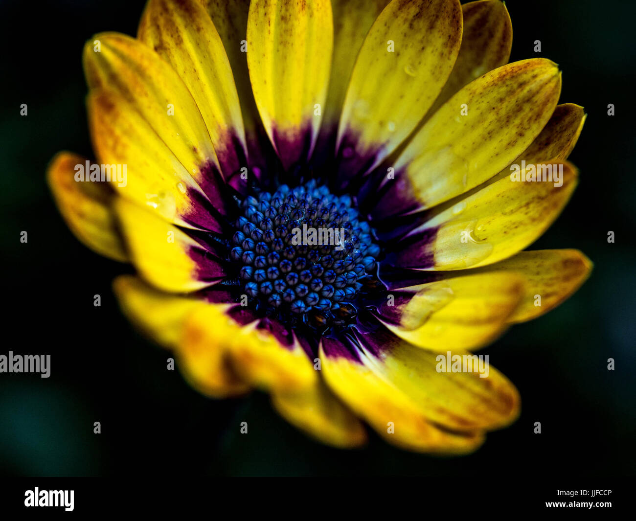 A daisy macro Stock Photo - Alamy