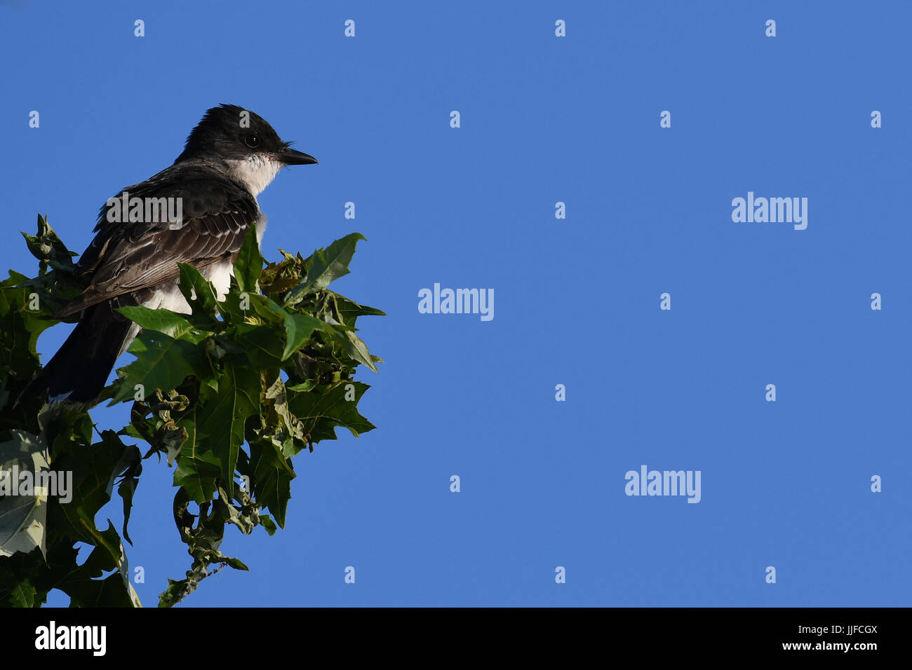 King bird hi-res stock photography and images - Alamy