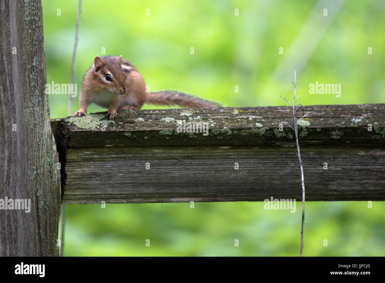 Chipmunk on wooded fence Stock Photo - Alamy