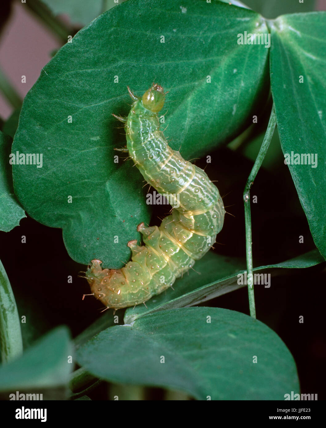 Silver Y moth (Autographa gamma) on damaged pea plant Stock Photo - Alamy