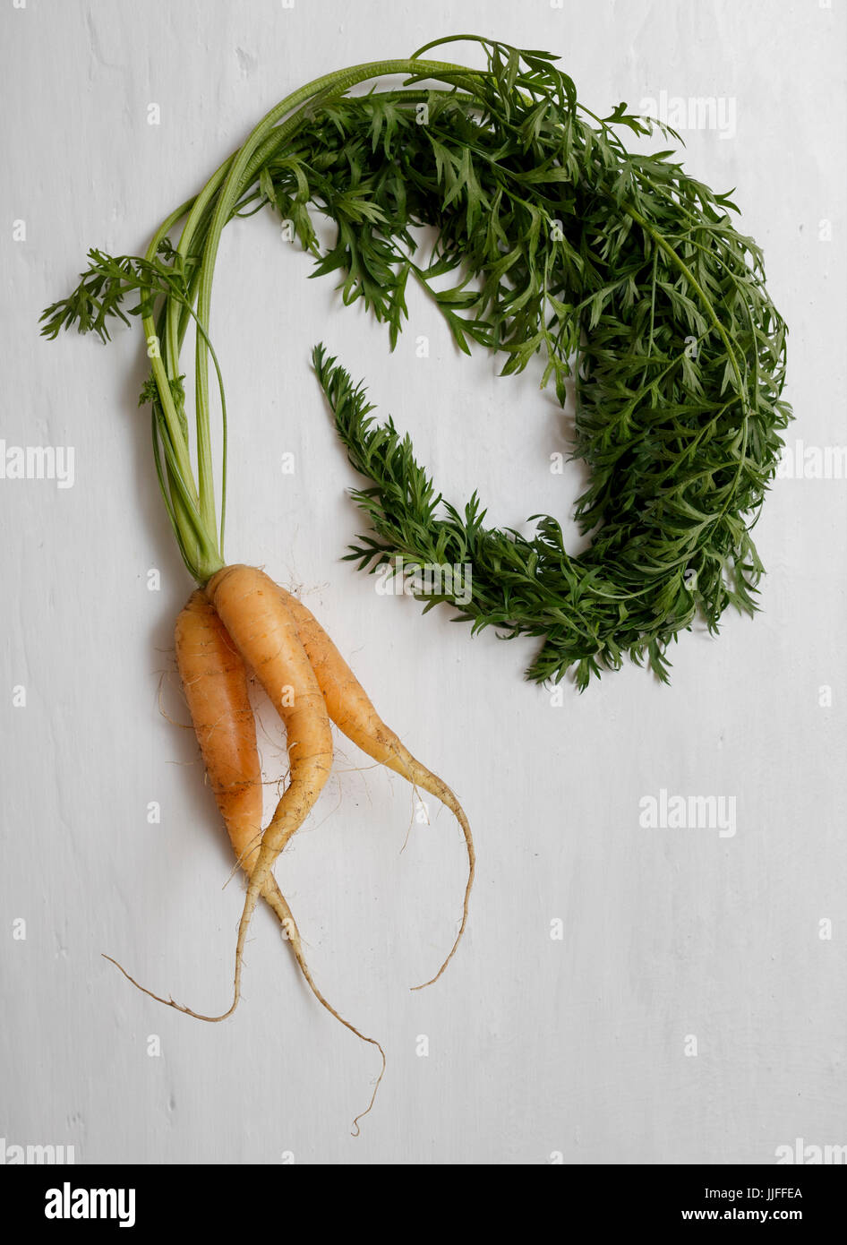 Reduce food waste and use wonky vegetables. Recently harvested carrot(s ...
