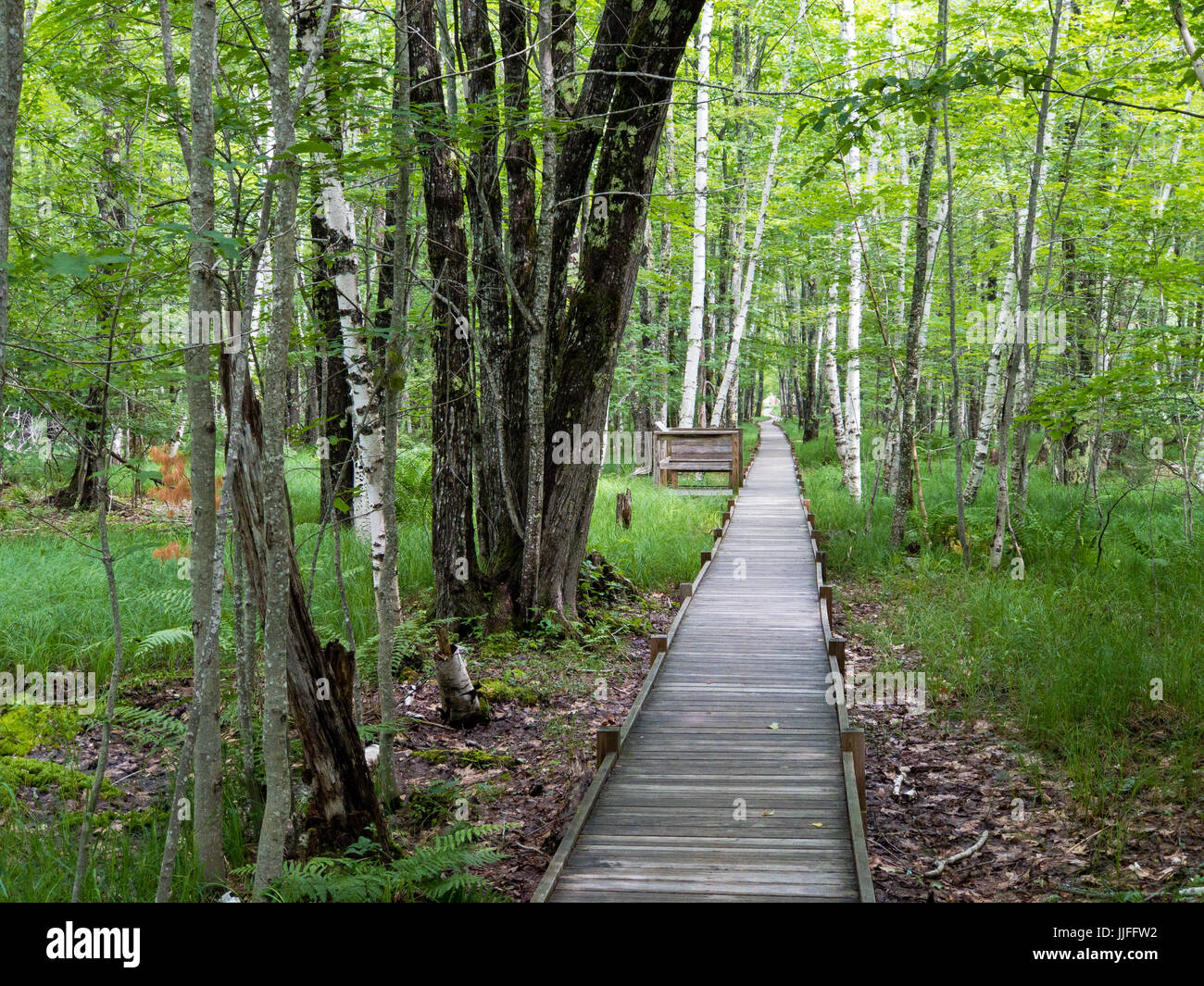 white birch forest Stock Photo - Alamy