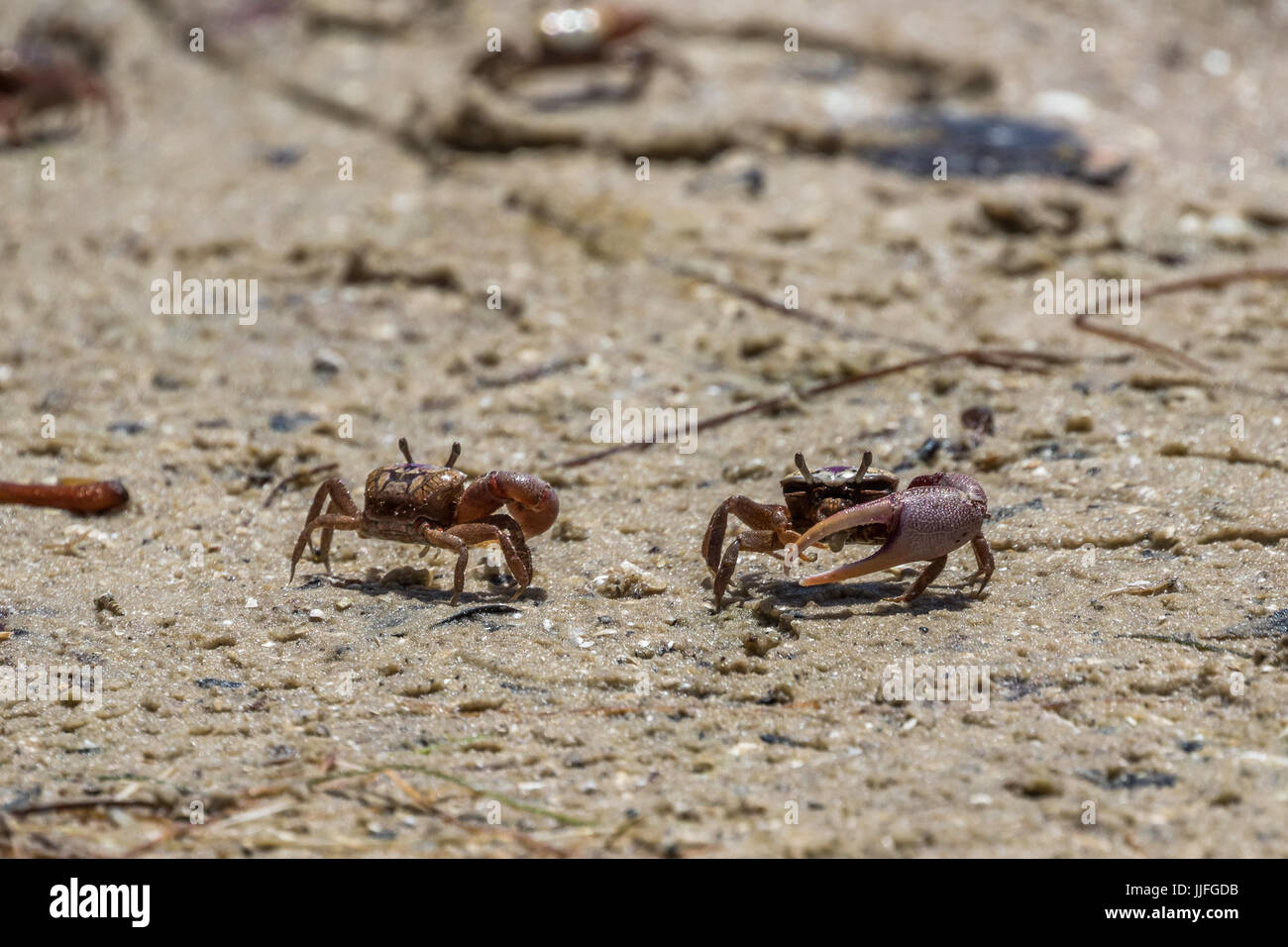Sand Fiddler Crabs (Uca pugilator), J.N. ''Ding'' Darling National ...
