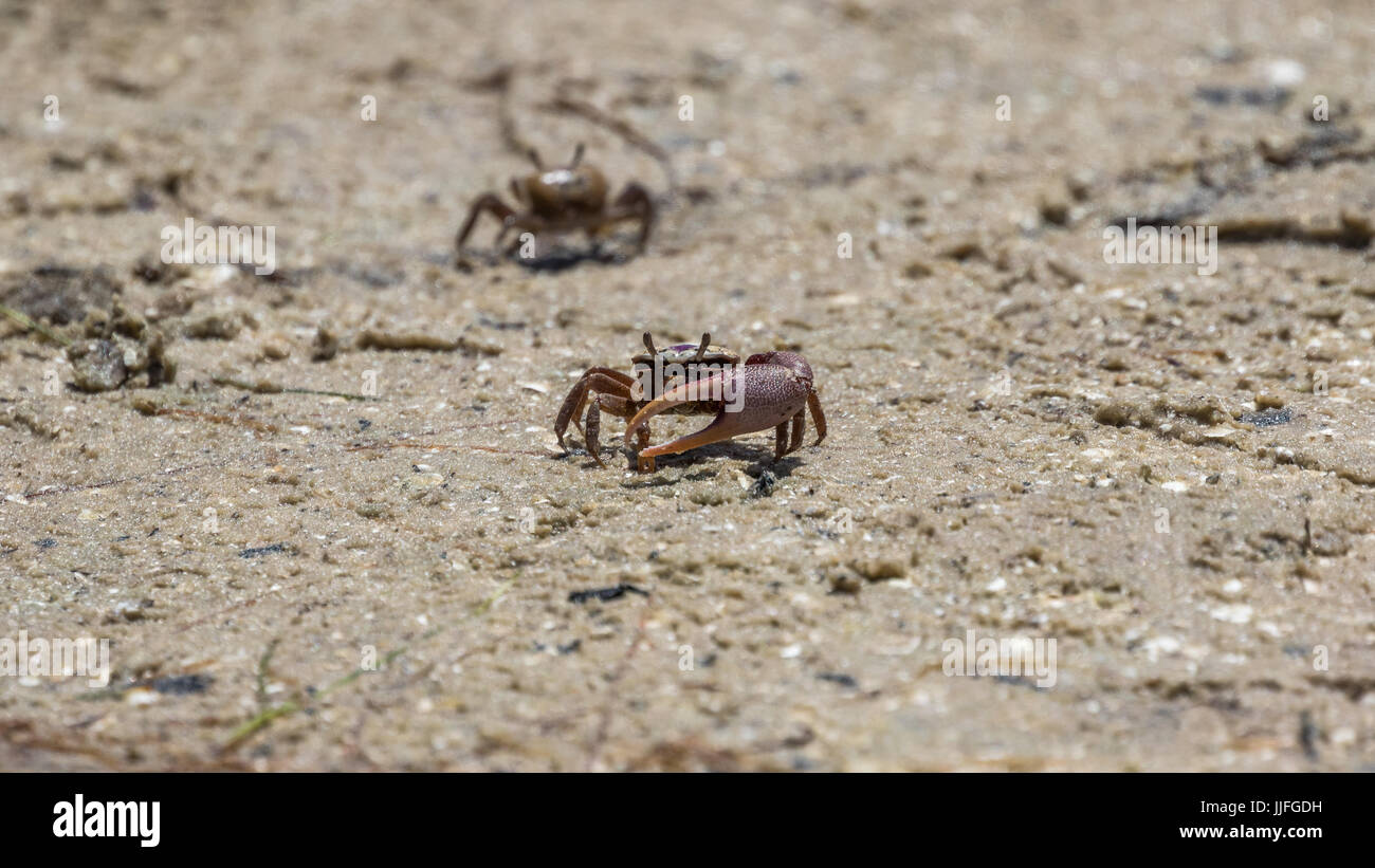 Sand Fiddler Crabs (Uca pugilator), J.N. ''Ding'' Darling National ...