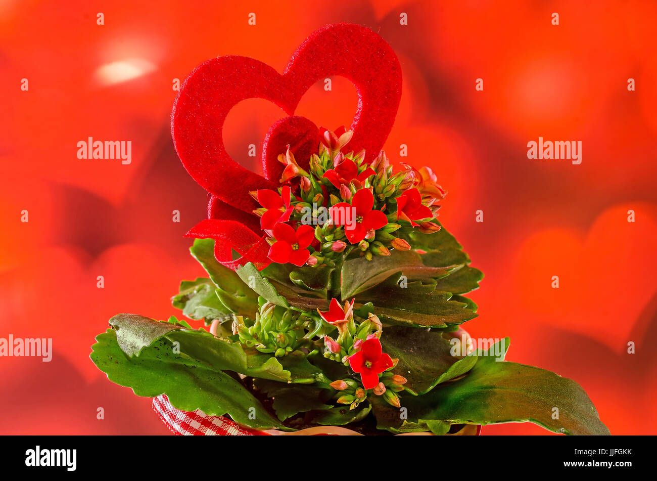Red Kalanchoe flowers with red heart shape, red hearts valentine ...