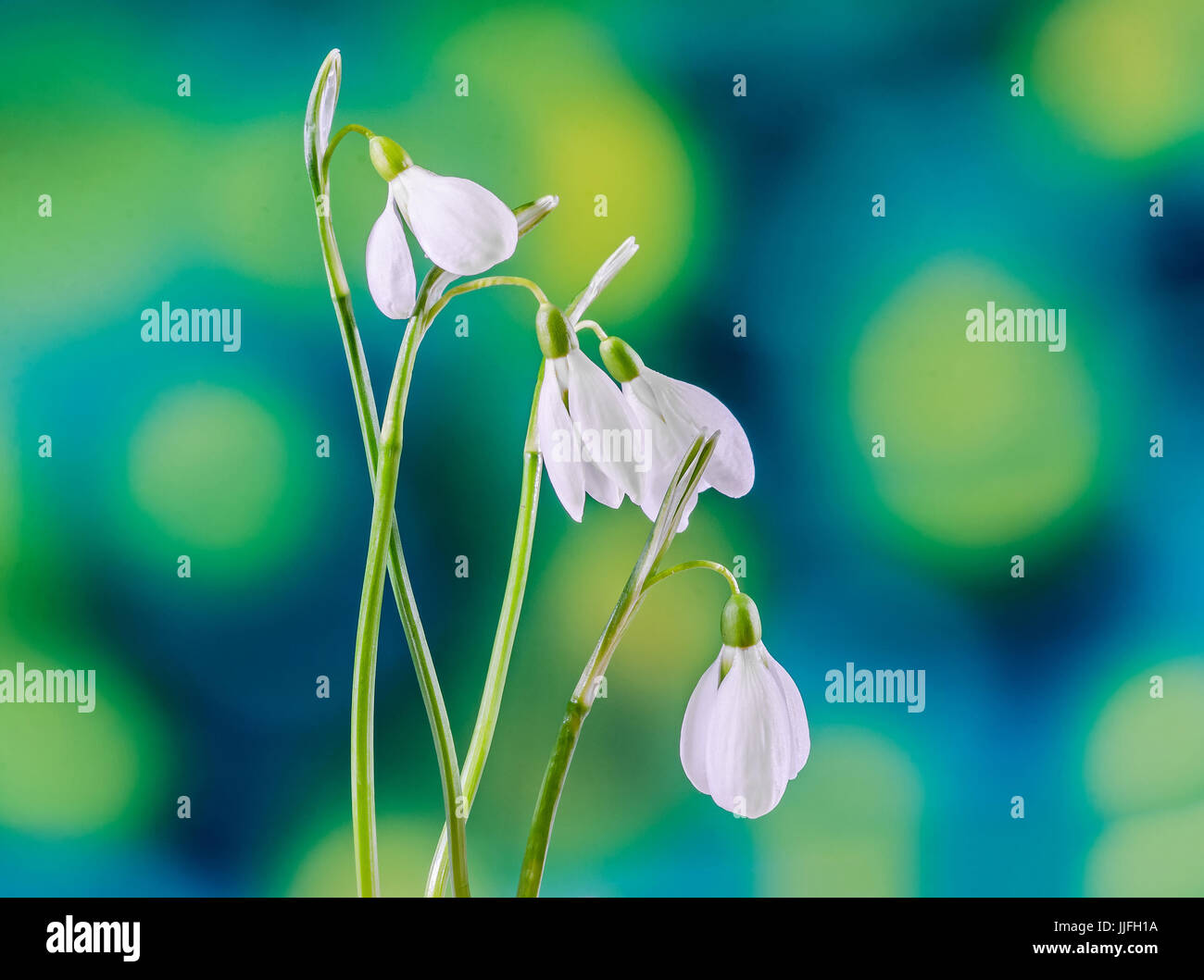 White Galanthus flowers, bouquet, floral arrangement (snowdrop, milk ...