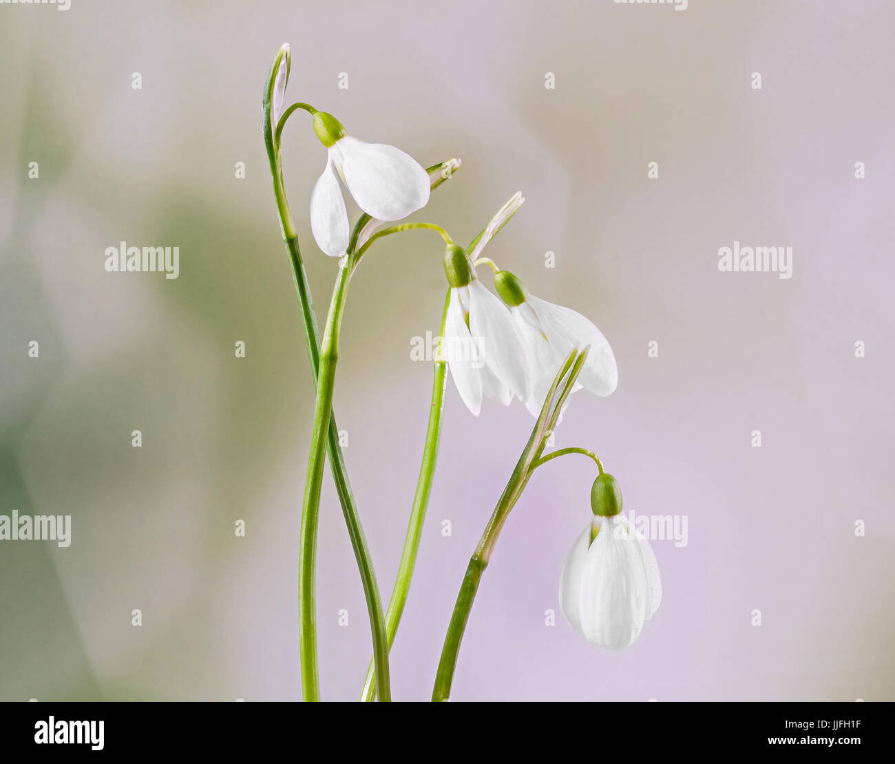 White Galanthus flowers, bouquet, floral arrangement (snowdrop, milk ...