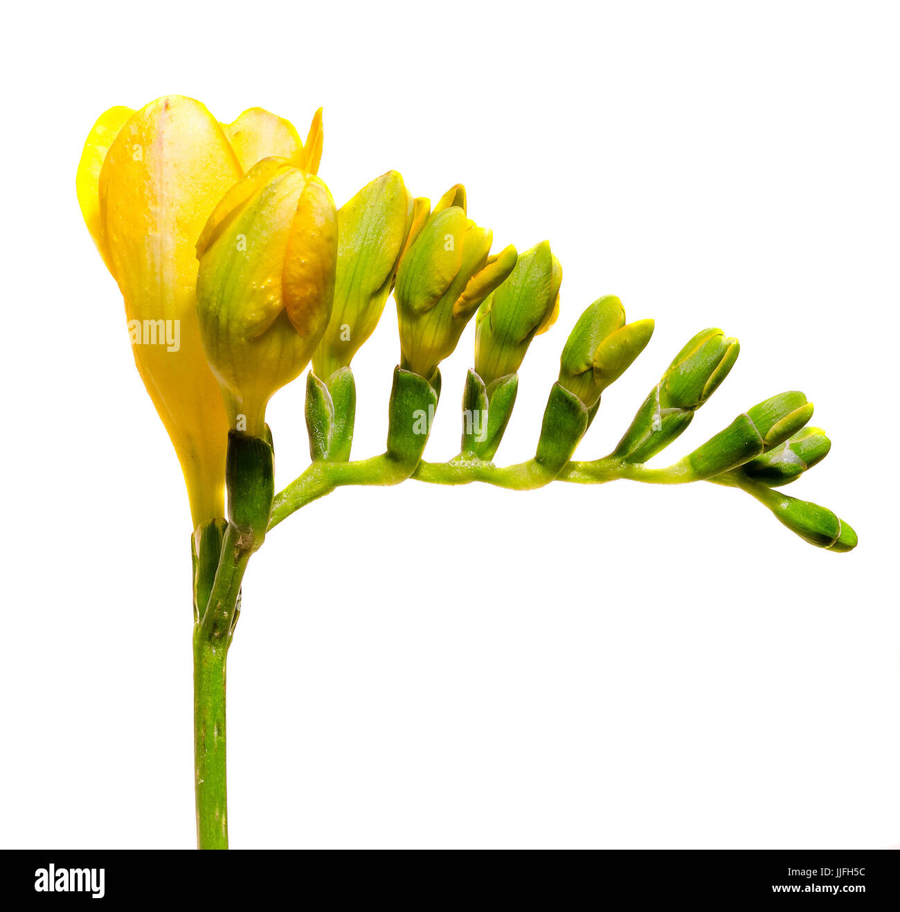 Yellow freesia flower, close up, white background Stock Photo - Alamy