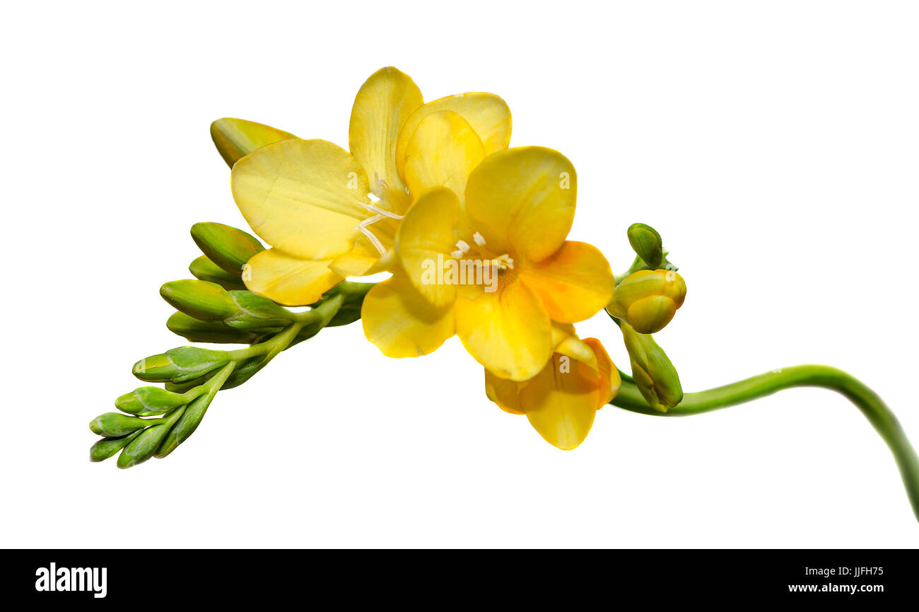 Yellow freesia flower, close up, isolated, white background Stock Photo ...
