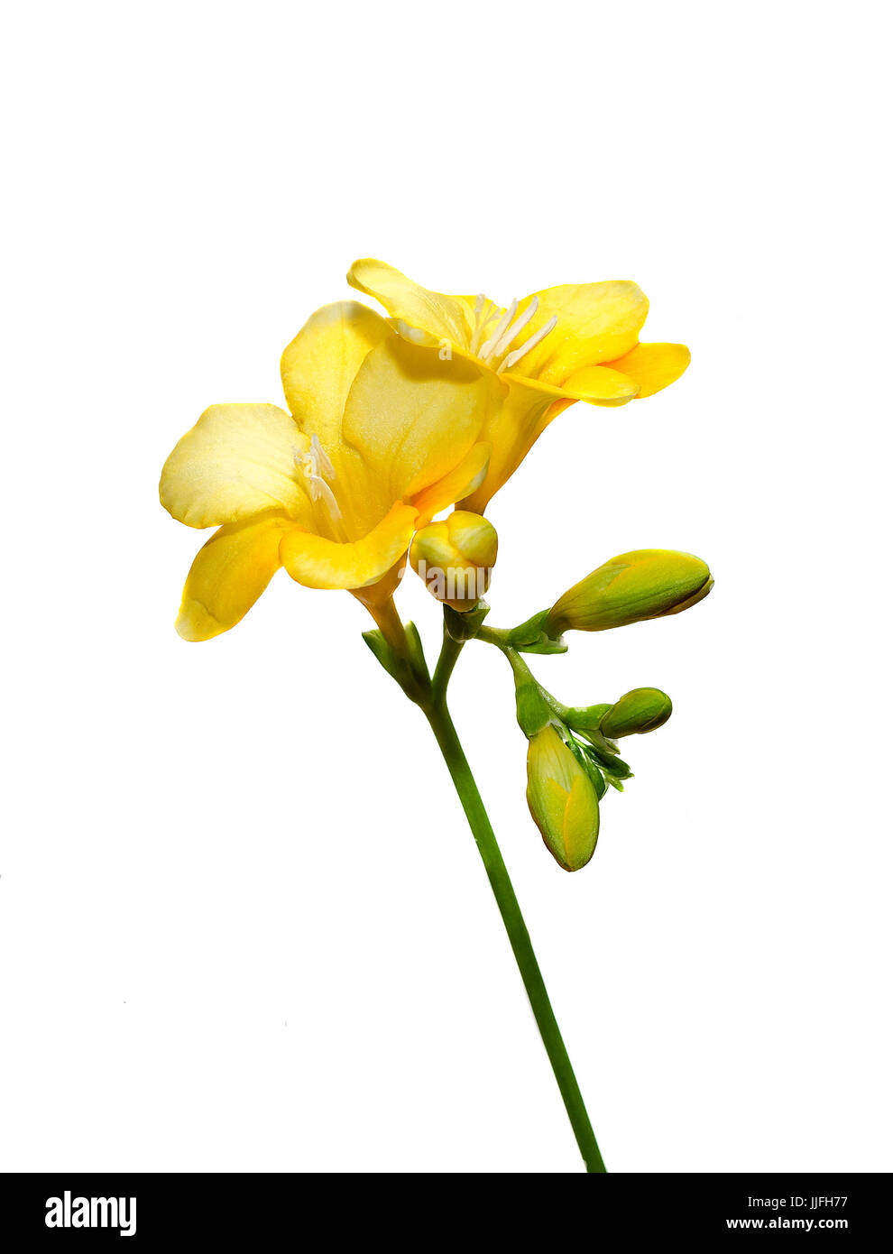 Yellow freesia flower, close up, isolated, white background Stock Photo ...