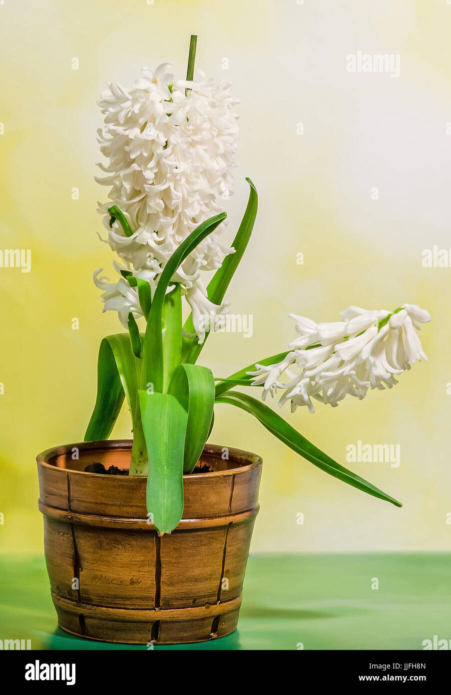 White Hyacinthus orientalis flower (common hyacinth, garden hyacinth or ...