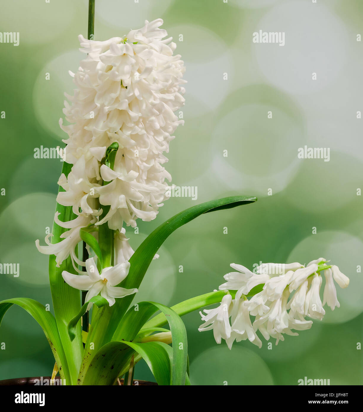 White Hyacinthus orientalis flower (common hyacinth, garden hyacinth or ...